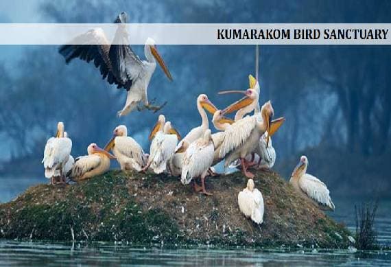 Kumarakom Tour & Travel Guide, Tourist Places & Things to do | Flamingo ...